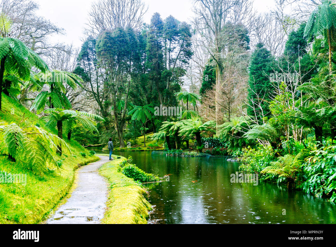 Azores Forest High Resolution Stock Photography and Images - Alamy