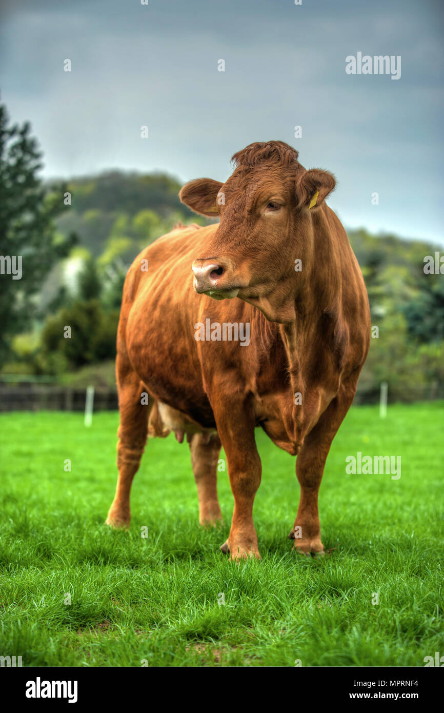 Cow standing hi-res stock photography and images - Alamy
