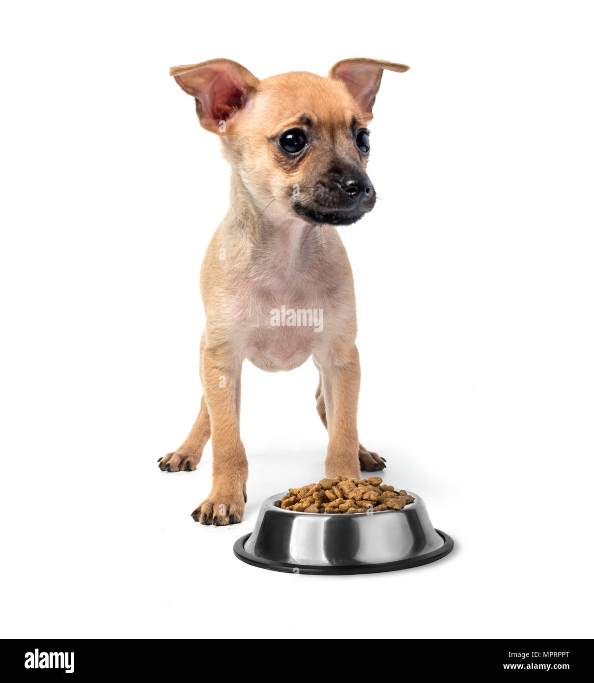 Puppy toy Terrier eating food. isolated on white background Stock Photo ...