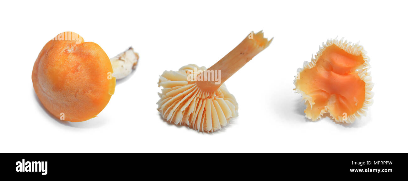 Cuphophyllus pratensis mushroom isolated on white Stock Photo - Alamy