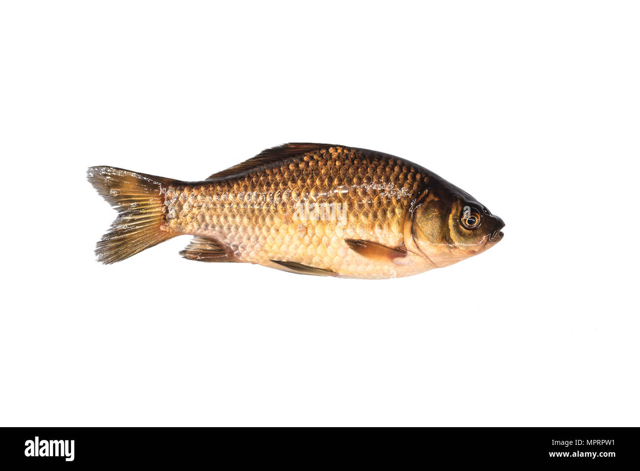 Background carp Cut Out Stock Images & Pictures - Alamy