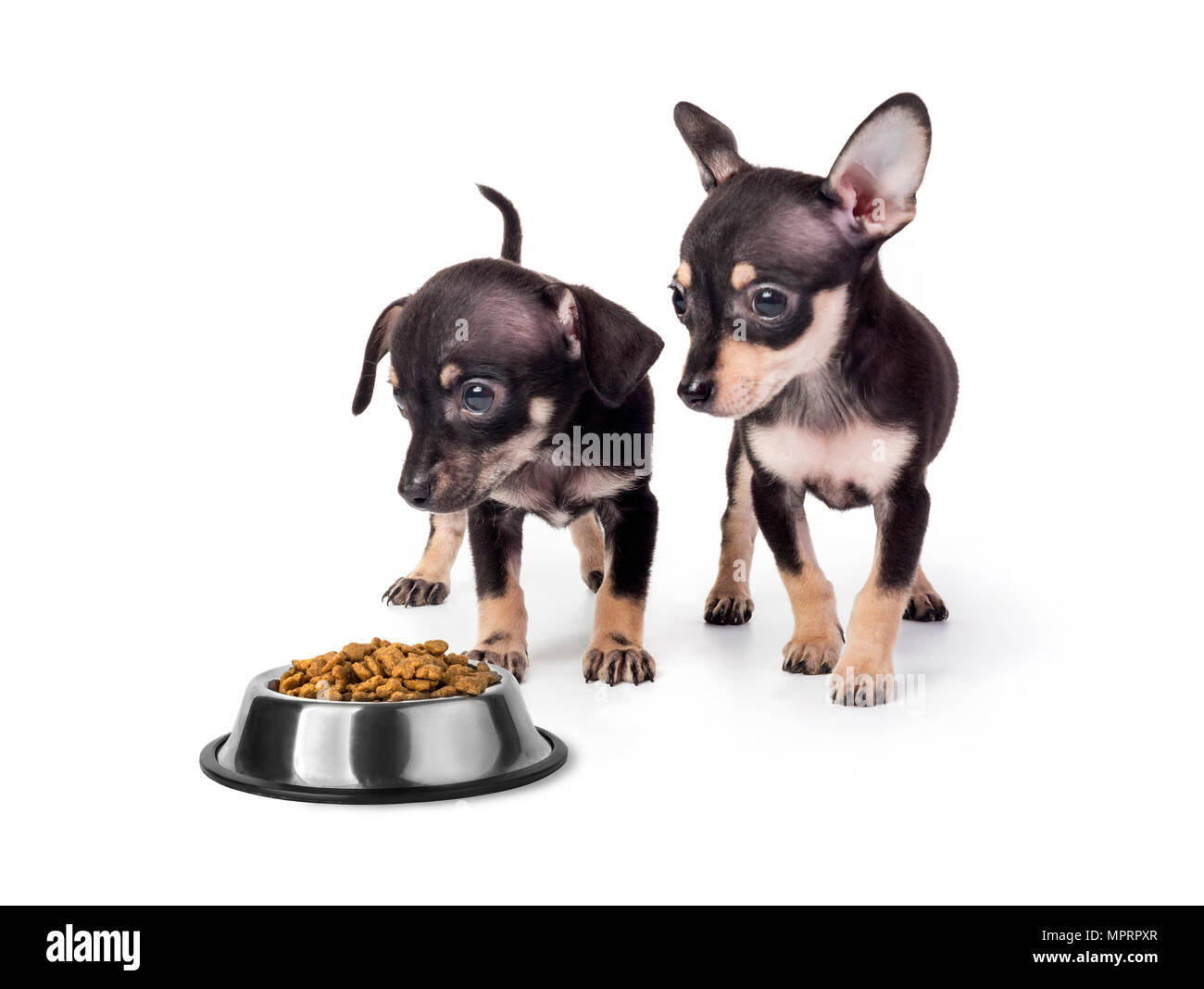Puppy toy Terrier eating food. isolated on white background Stock Photo ...
