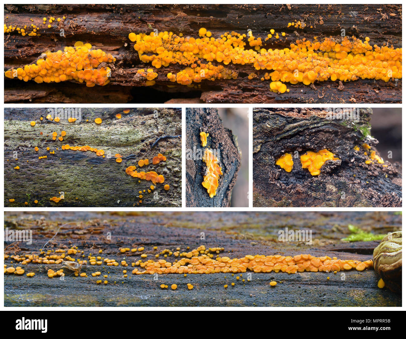 Lemon cup fungus hi-res stock photography and images - Alamy