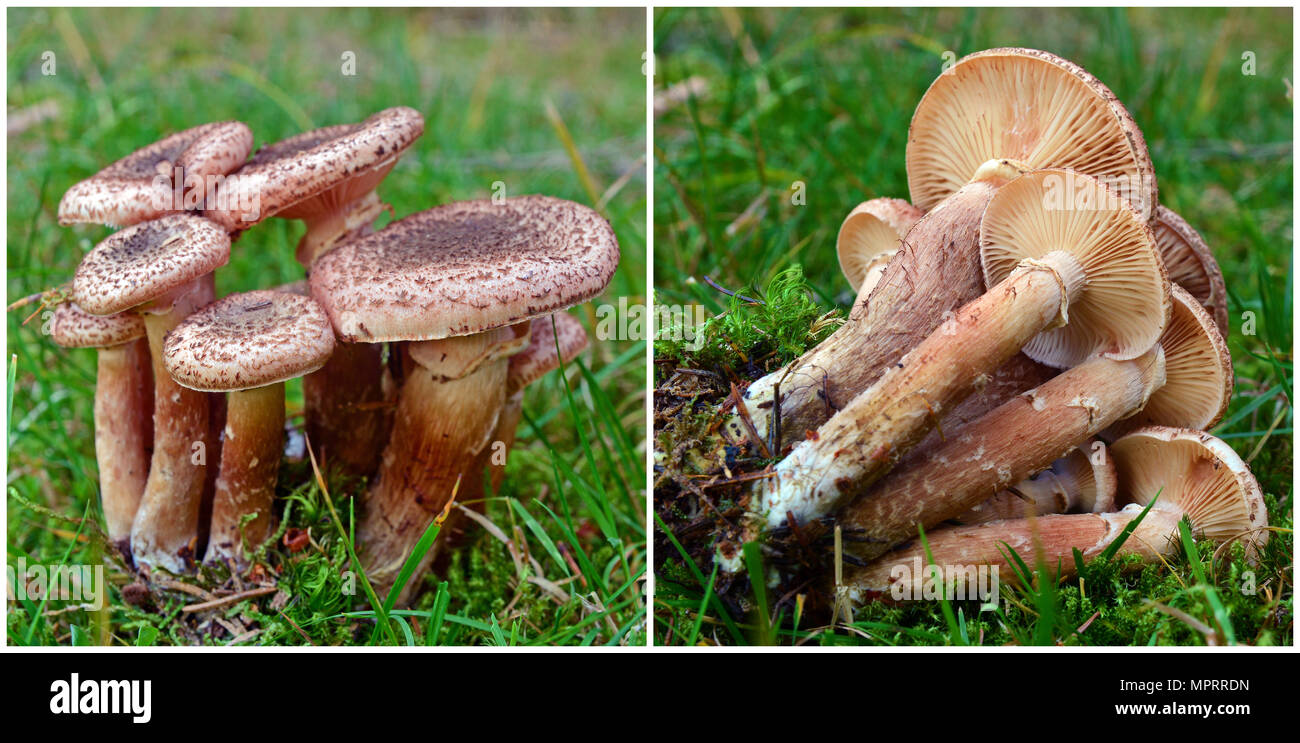 armillaria ostoyae solidipes mushroom cluster in the forest Stock Photo ...