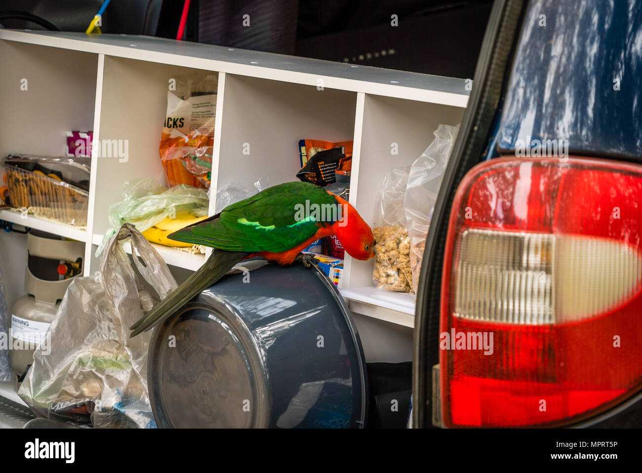 Bird eating cereals from the trunk of a car Stock Photo - Alamy