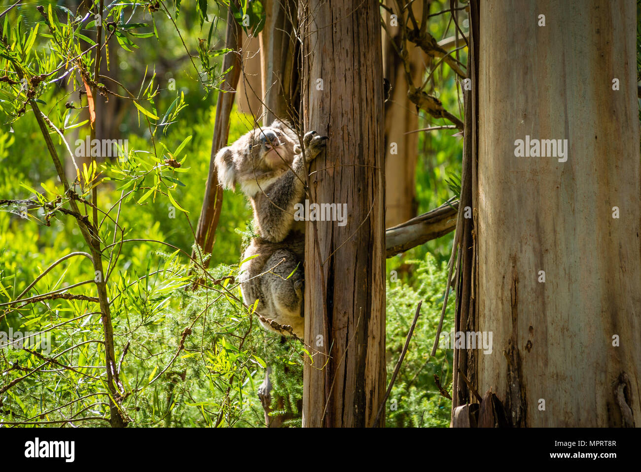 Koala Phascolarctos cinereus climbing on a tree in Australia Stock ...