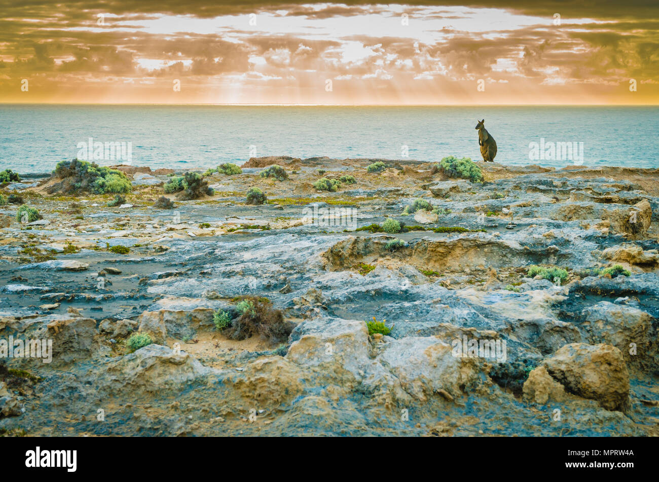 Kangaroo chilling by the sea at sunset in Australia Stock Photo - Alamy