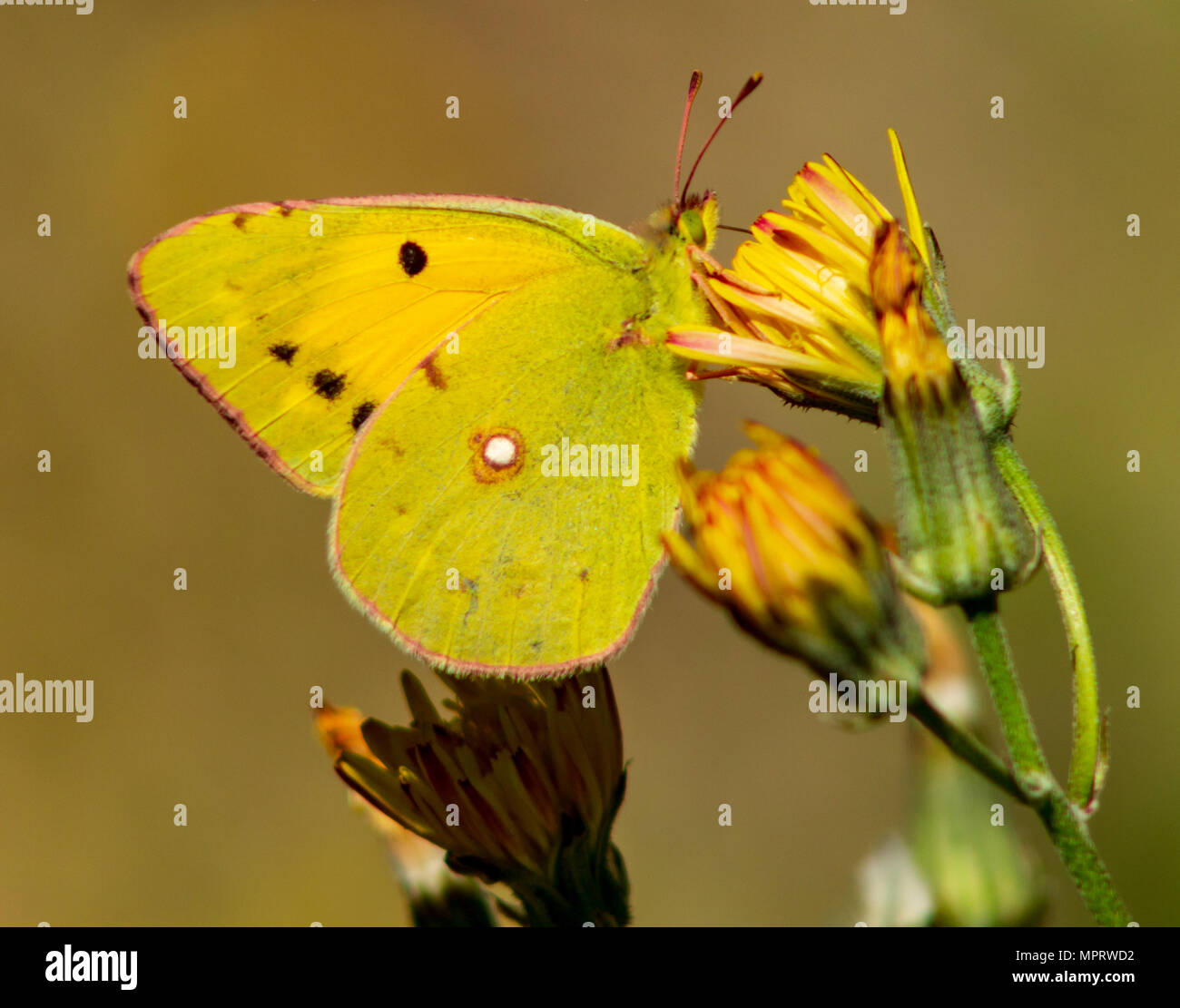 Clouded yellow butterflies hi-res stock photography and images - Alamy