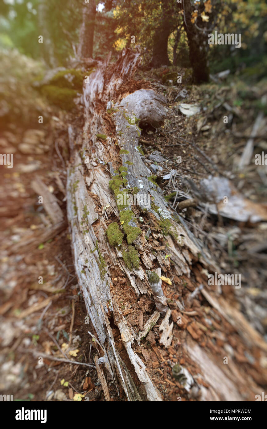 dry tree trunk lying on the forest floor Stock Photo - Alamy