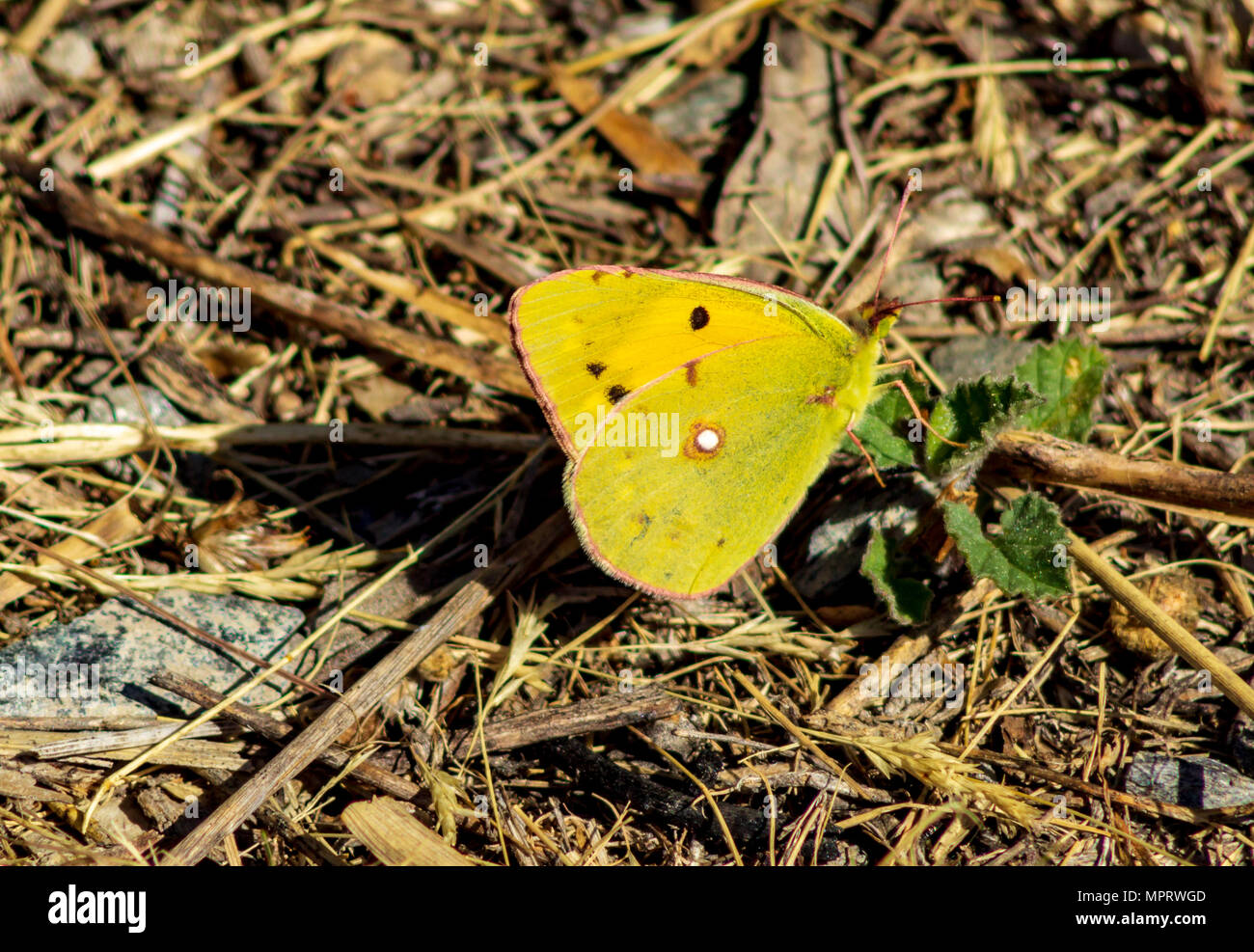 Colias croceus, Clouded Yellow Butterfly Stock Photo - Alamy