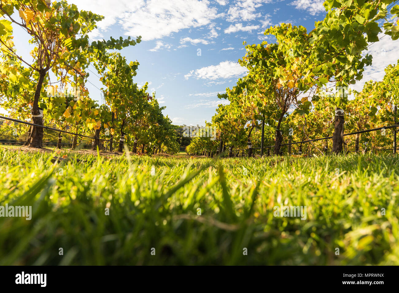 Adelaide hills hi-res stock photography and images - Alamy