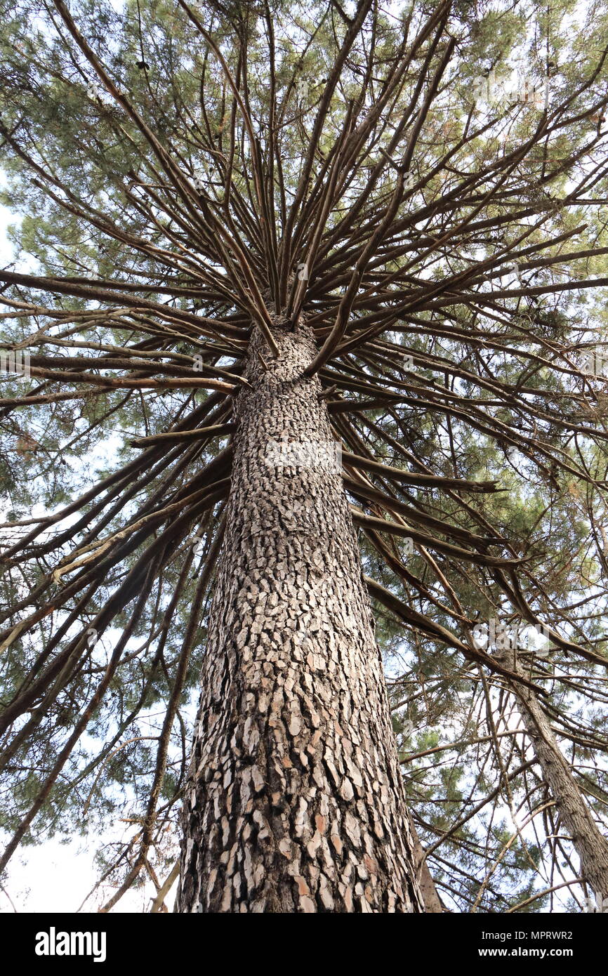 A huge fir tree from the Talassemtane National Park, near Chefchaouen ...
