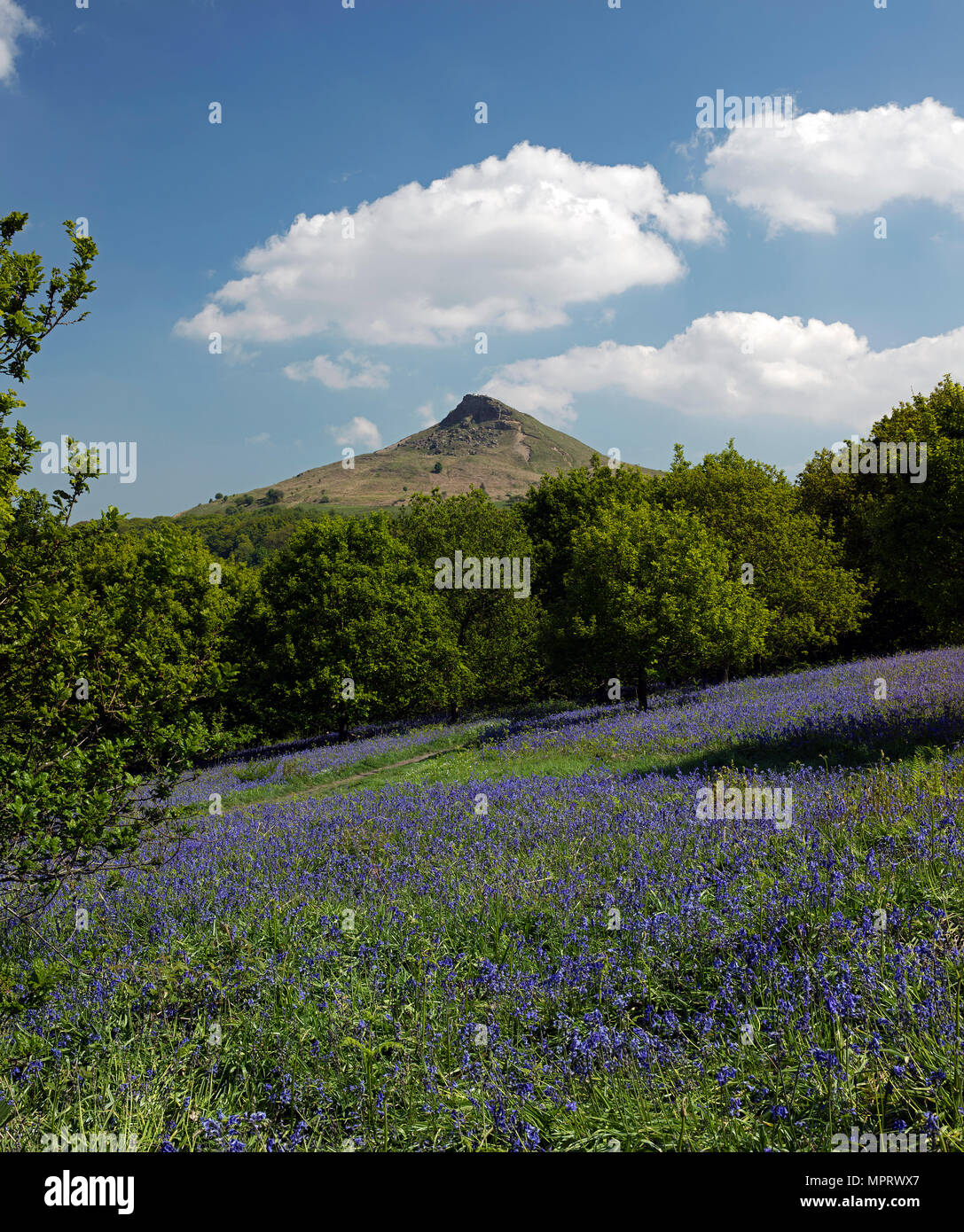 Bluebells in Spring at Roseberry Topping near Great Ayton, North York ...