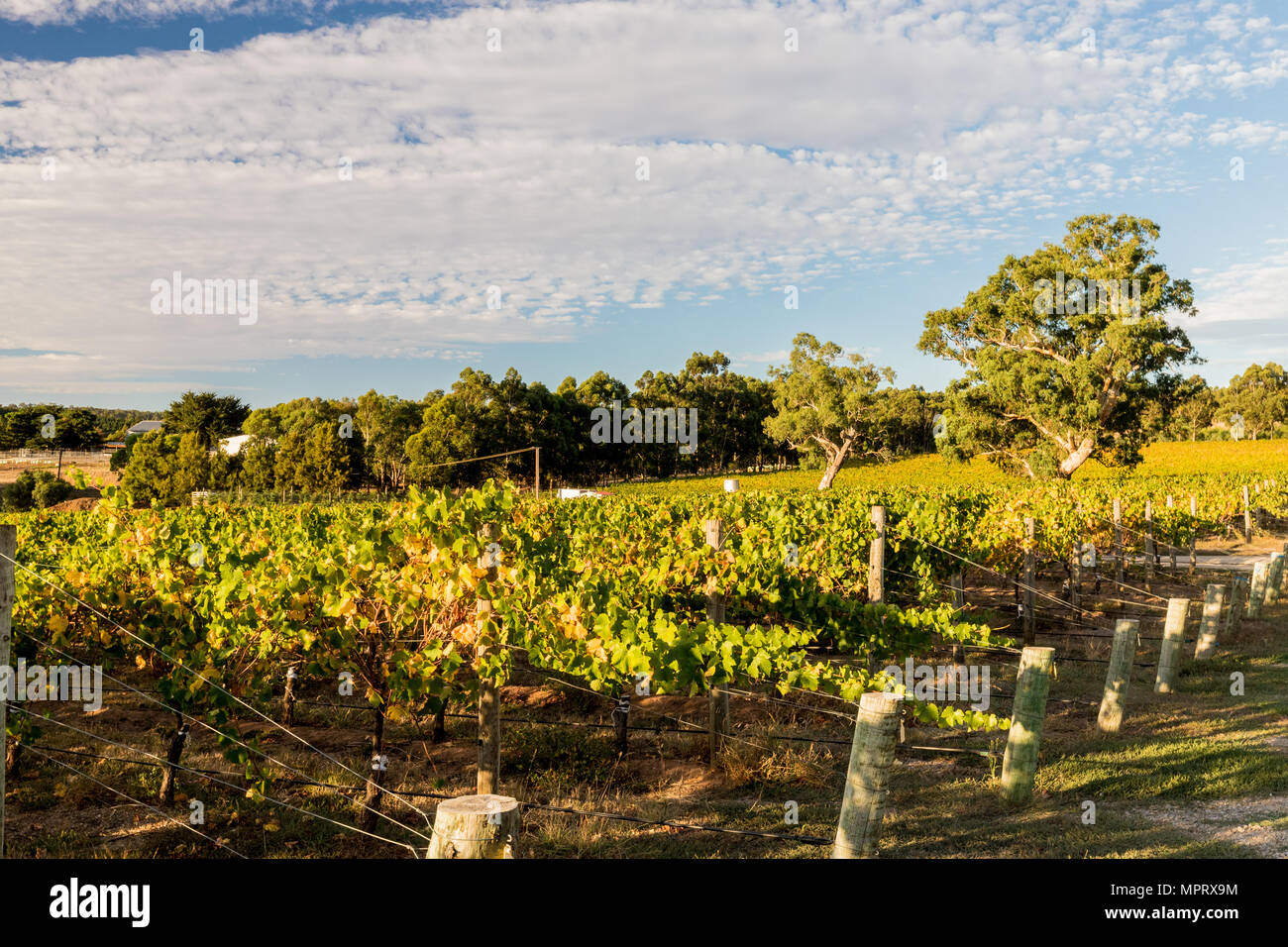 Adelaide hills landscape hi-res stock photography and images - Alamy