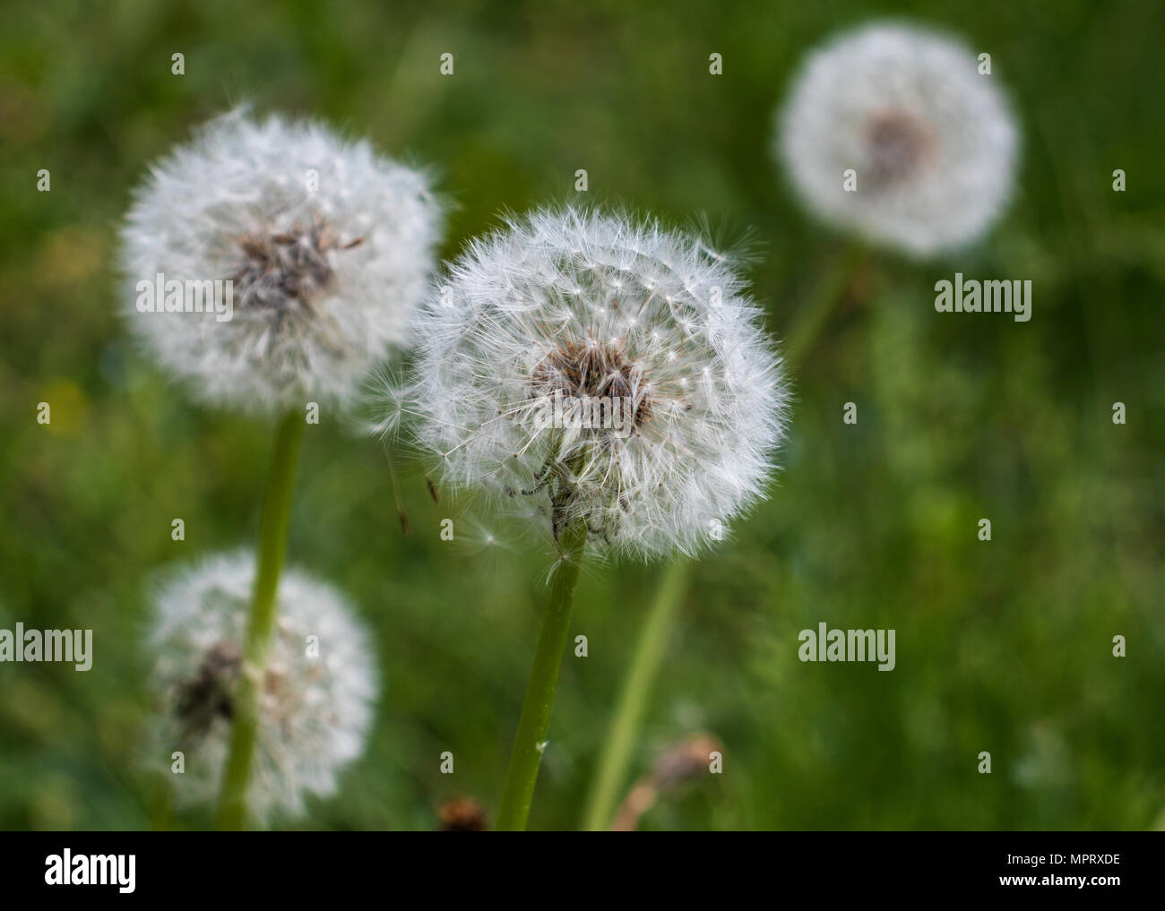 Group of four dandelions on a green blurry background Stock Photo - Alamy