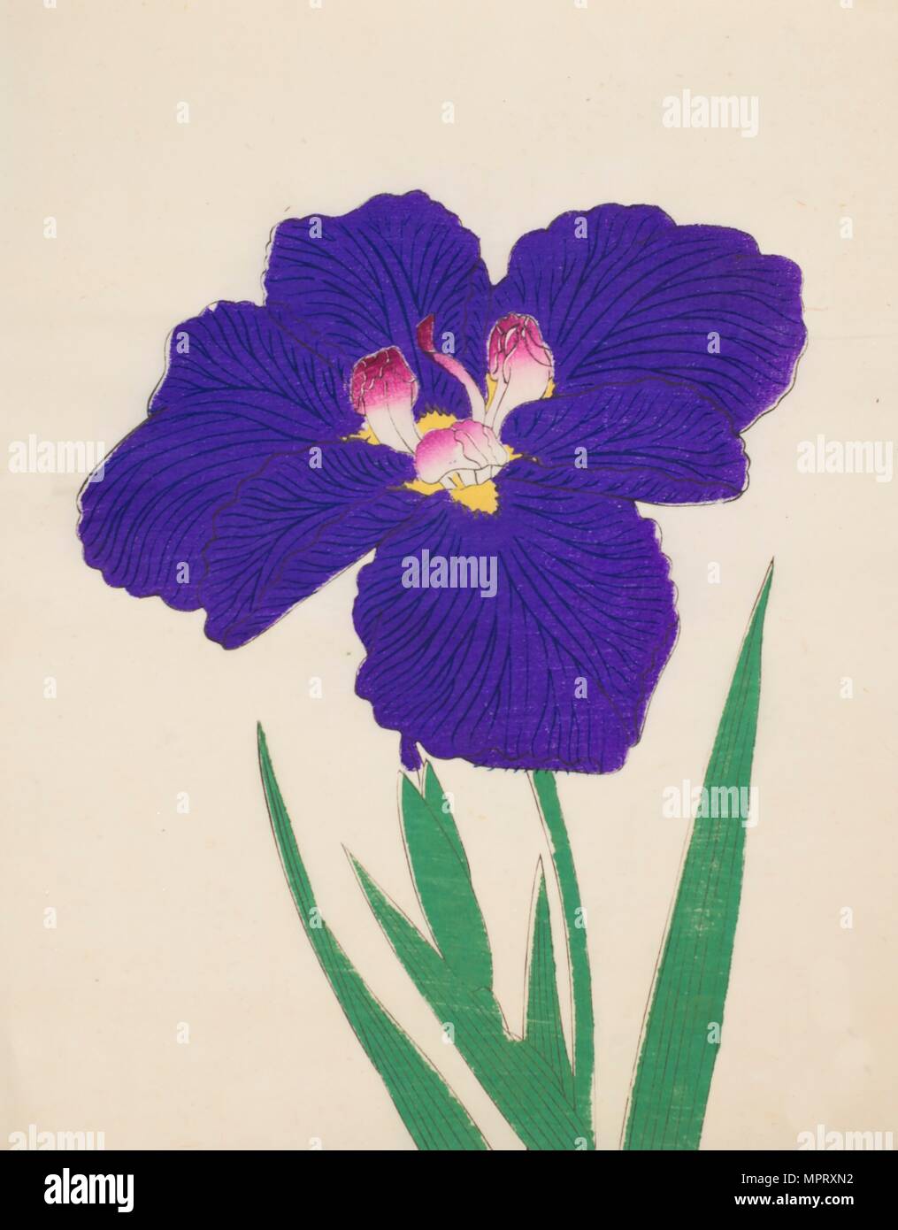 Shira-No-Tamoto, No. 49, 1890, (colour woodblock print Stock Photo - Alamy