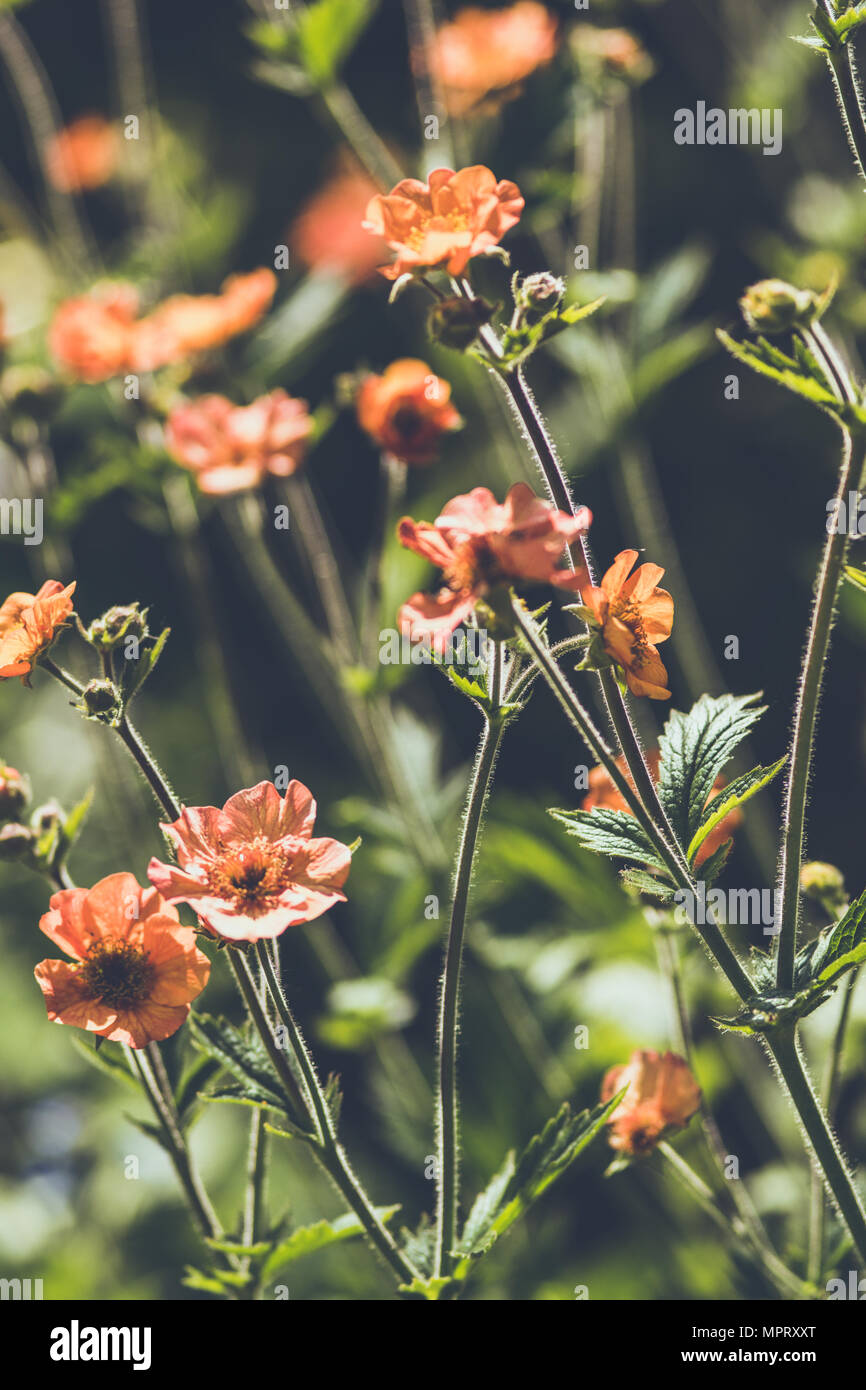 Geum garden Flowers in the border Stock Photo - Alamy