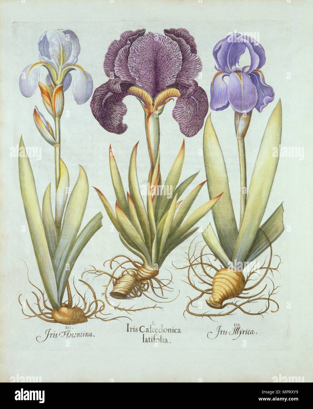 Three varieties of rhizomatous beardless irises, from 'Hortus ...