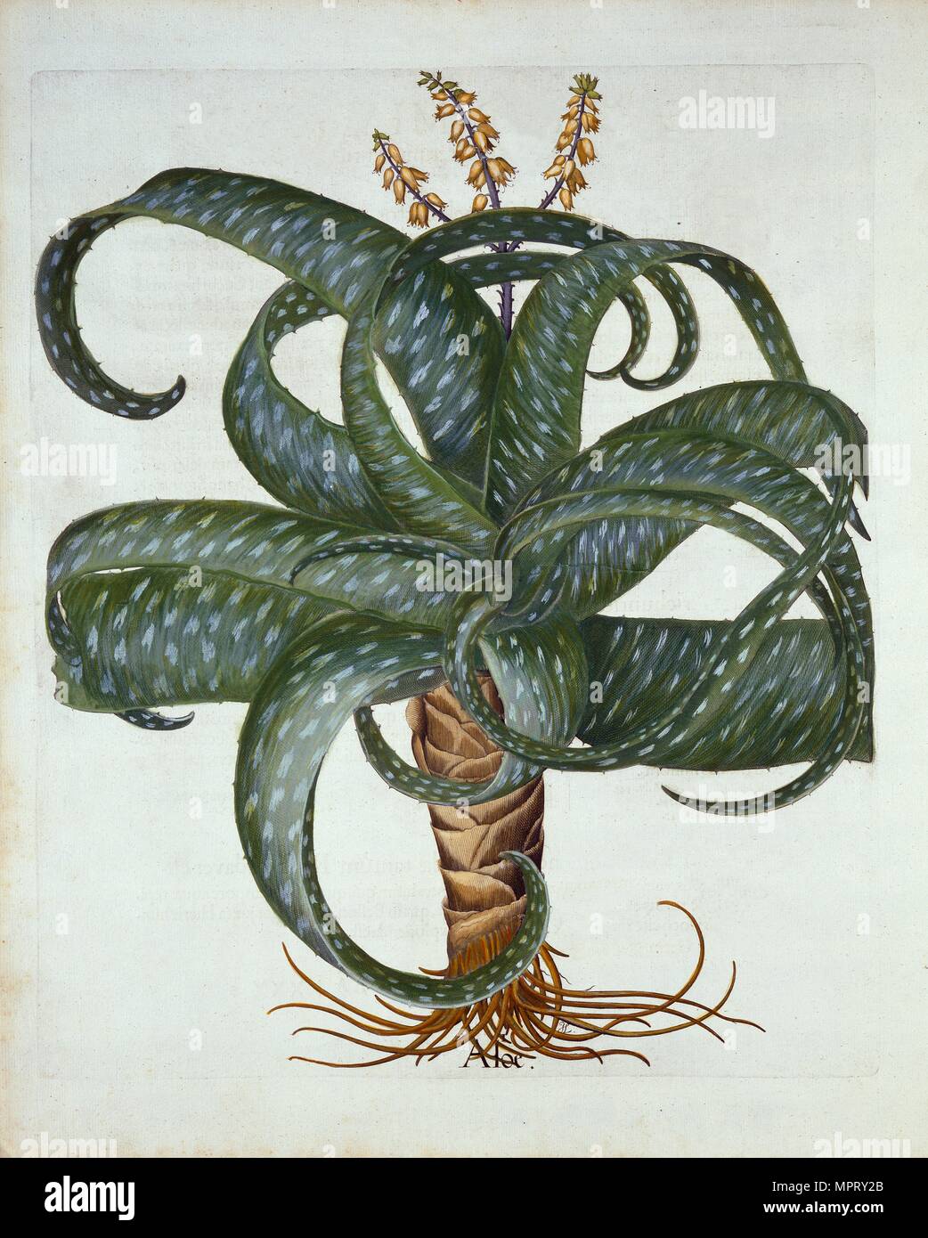 Barbados aloe hi-res stock photography and images - Alamy