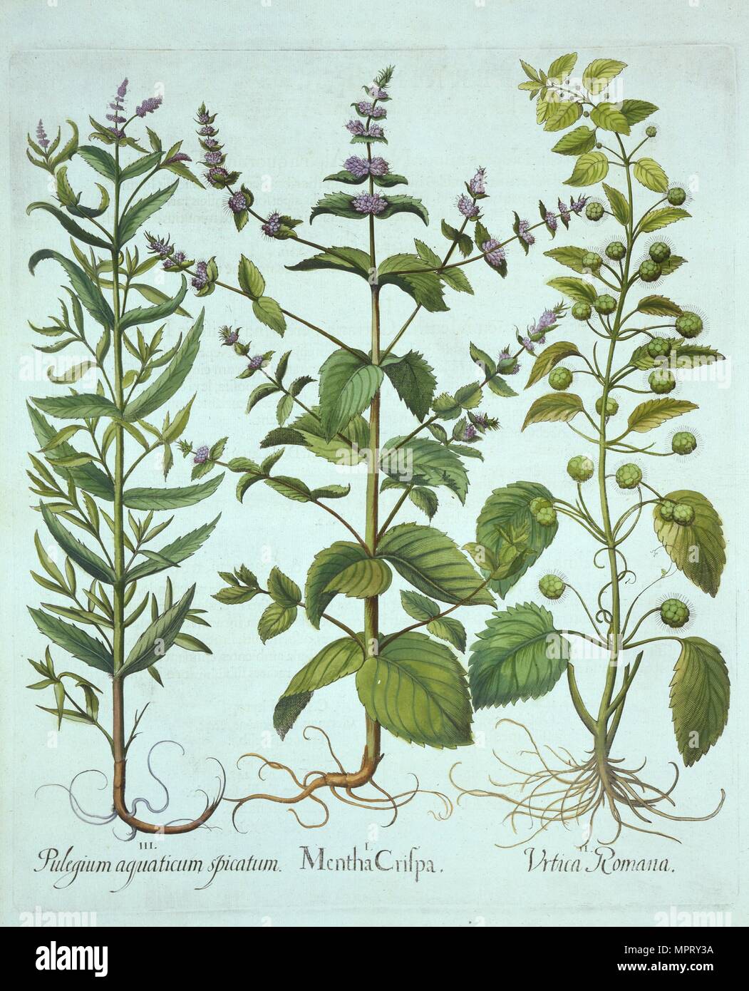 Roman nettle hi-res stock photography and images - Alamy