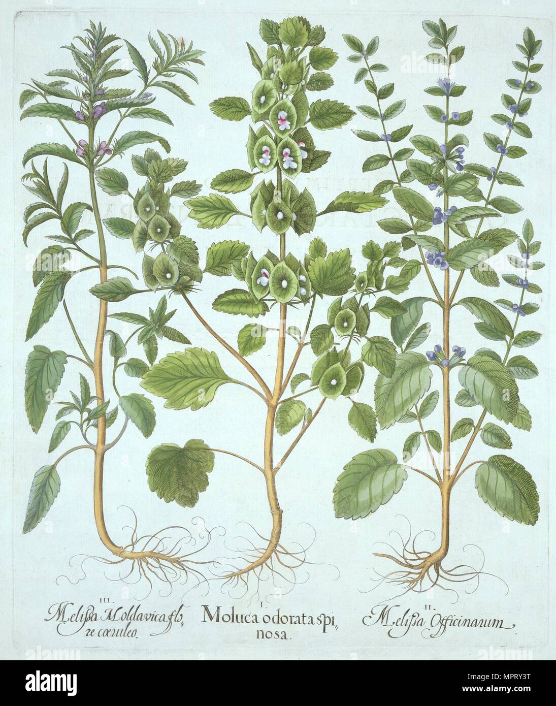 Three Types of Balm, from 'Hortus Eystettensis', by Basil Besler (1561 ...