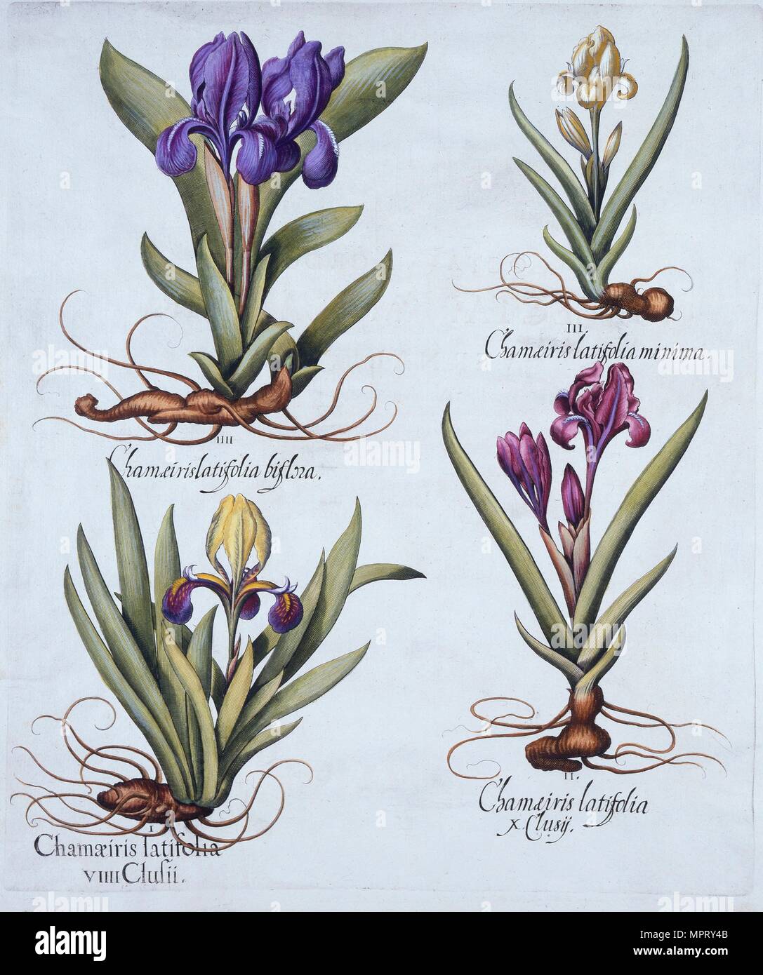 Variegated Dwarf Bearded Iris, Mauve Dwarf Bearded Iris, Cream Coloured ...