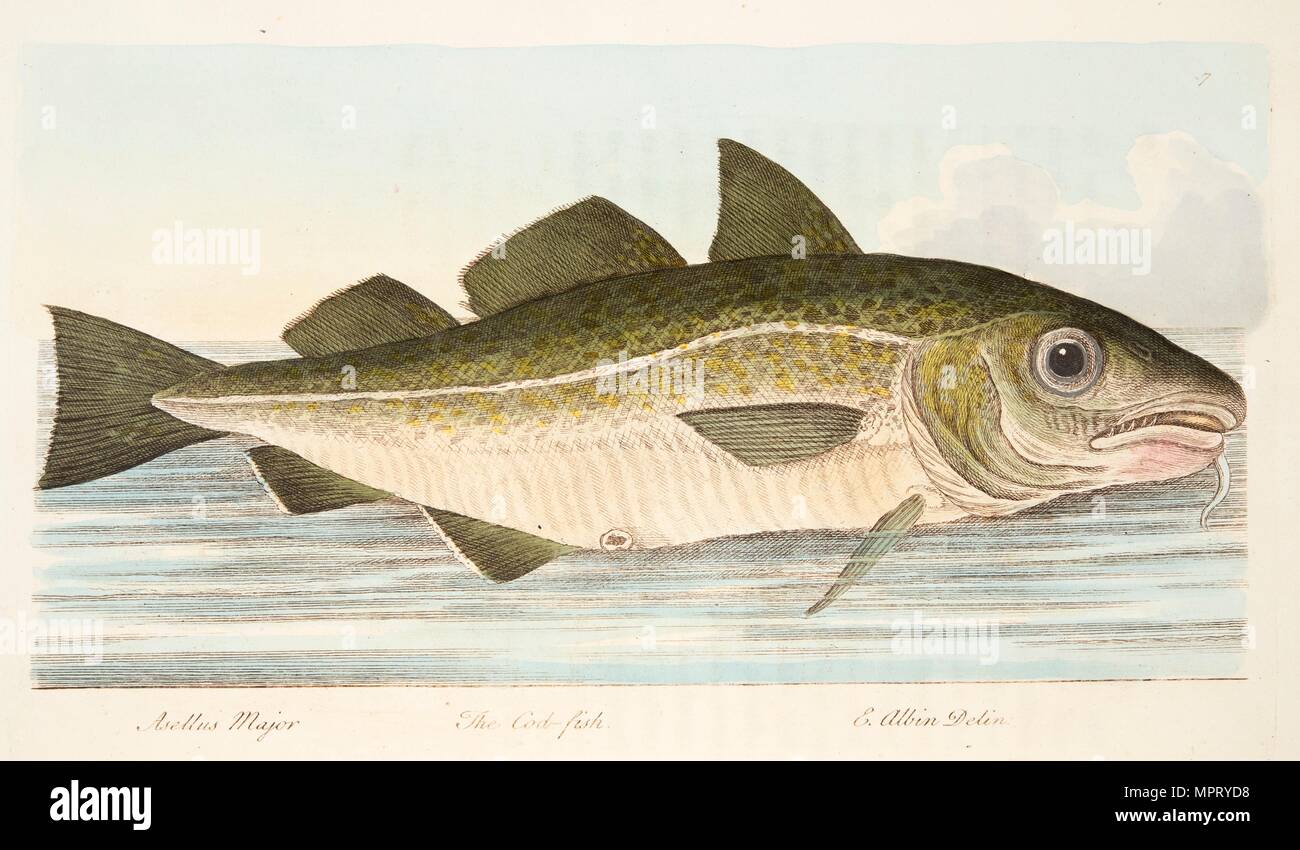 The Cod Fish, from A Treatise on Fish and Fish-ponds, pub. 1832 (hand ...
