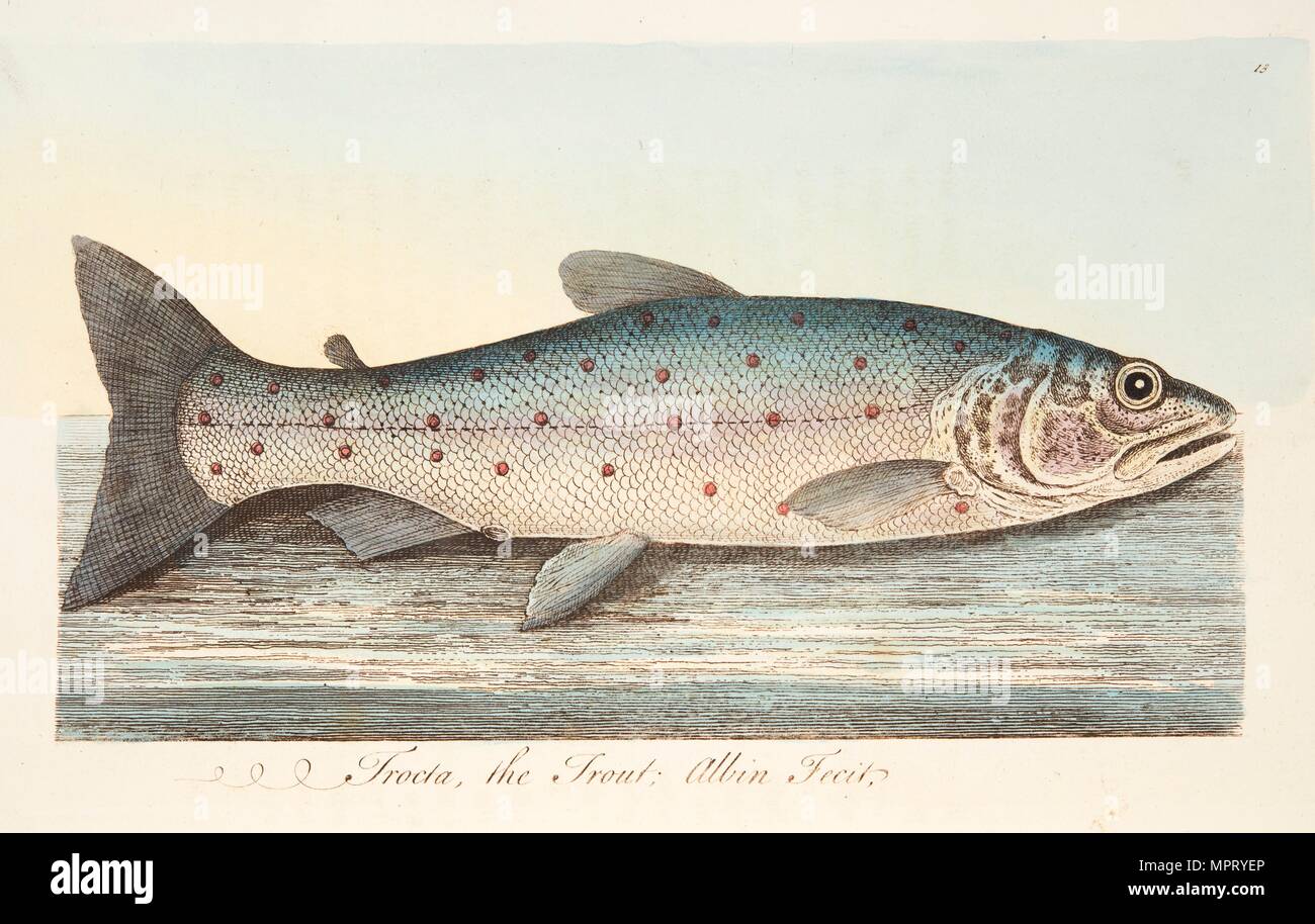 Trout anatomy hi-res stock photography and images - Alamy