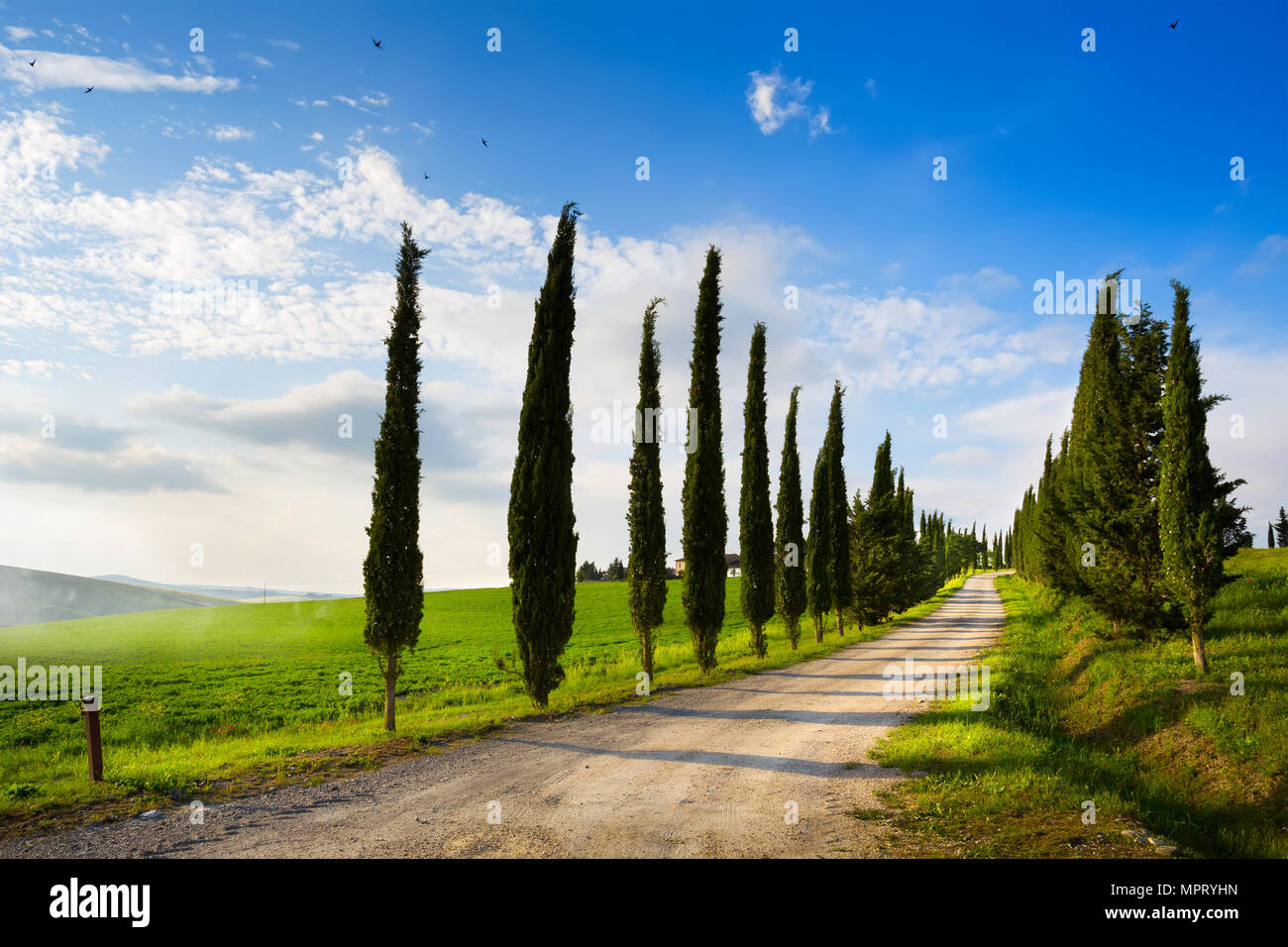 Cypress trees hillside path hi-res stock photography and images - Alamy