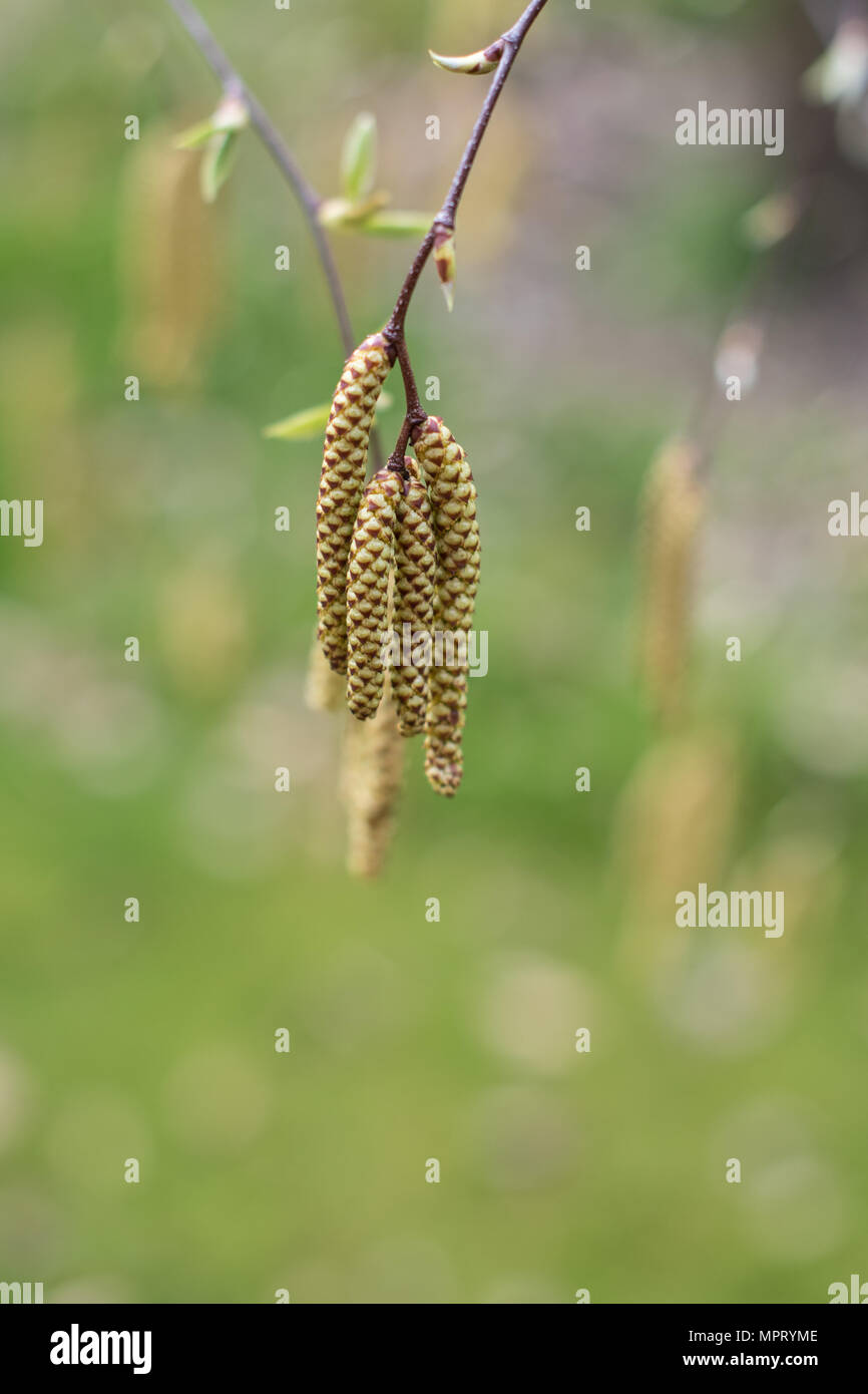 Delicate Catkins of Yellow Birch - Betula alleghaniensis growing in ...