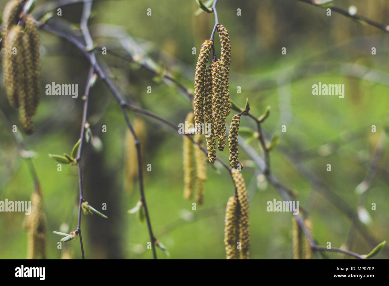 Delicate Catkins of Yellow Birch - Betula alleghaniensis growing in ...