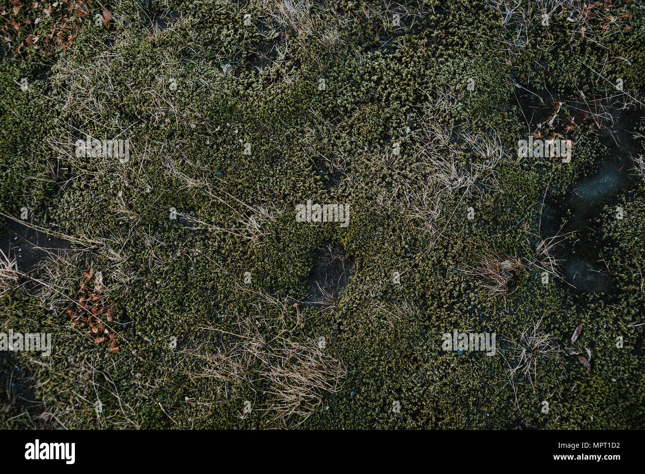 Moss structure hi-res stock photography and images - Alamy