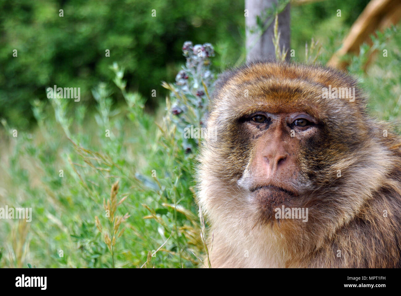 Sad baby monkey hi-res stock photography and images - Alamy