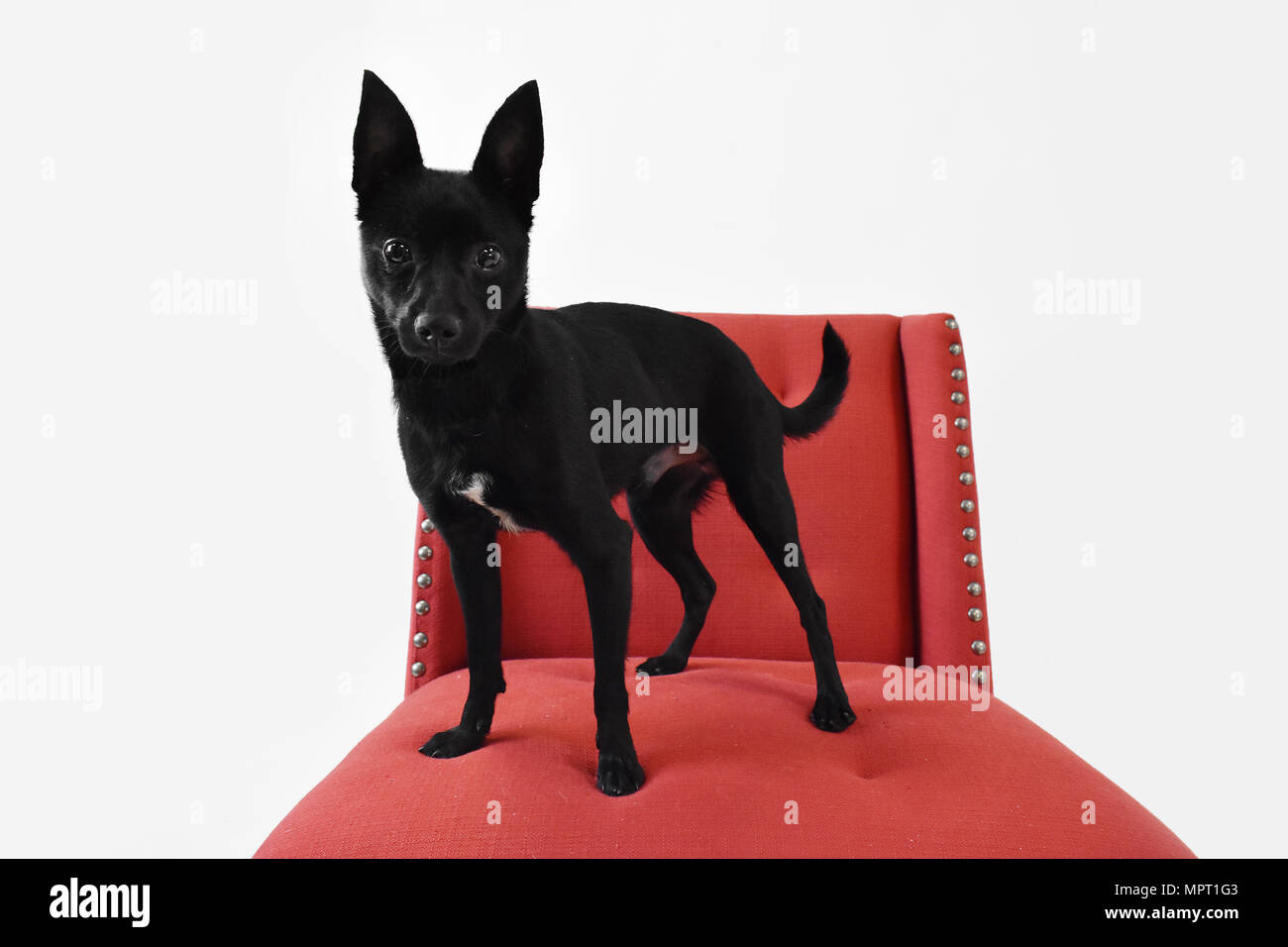 small, black dog on red chair, isolated on white background in studio ...