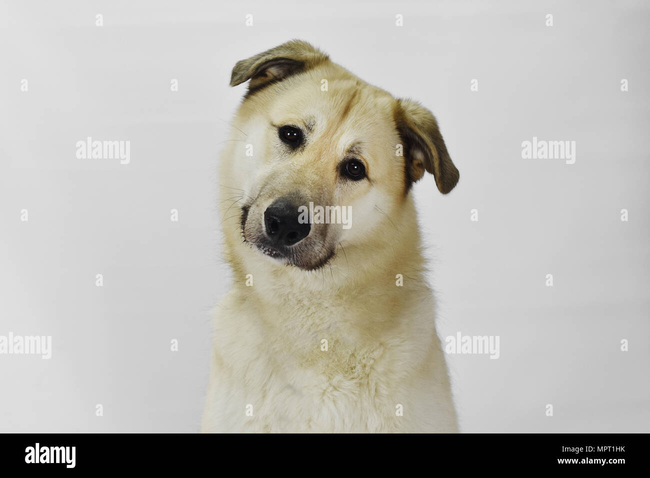 white dog tilting head, curious looking, on white isolated background ...