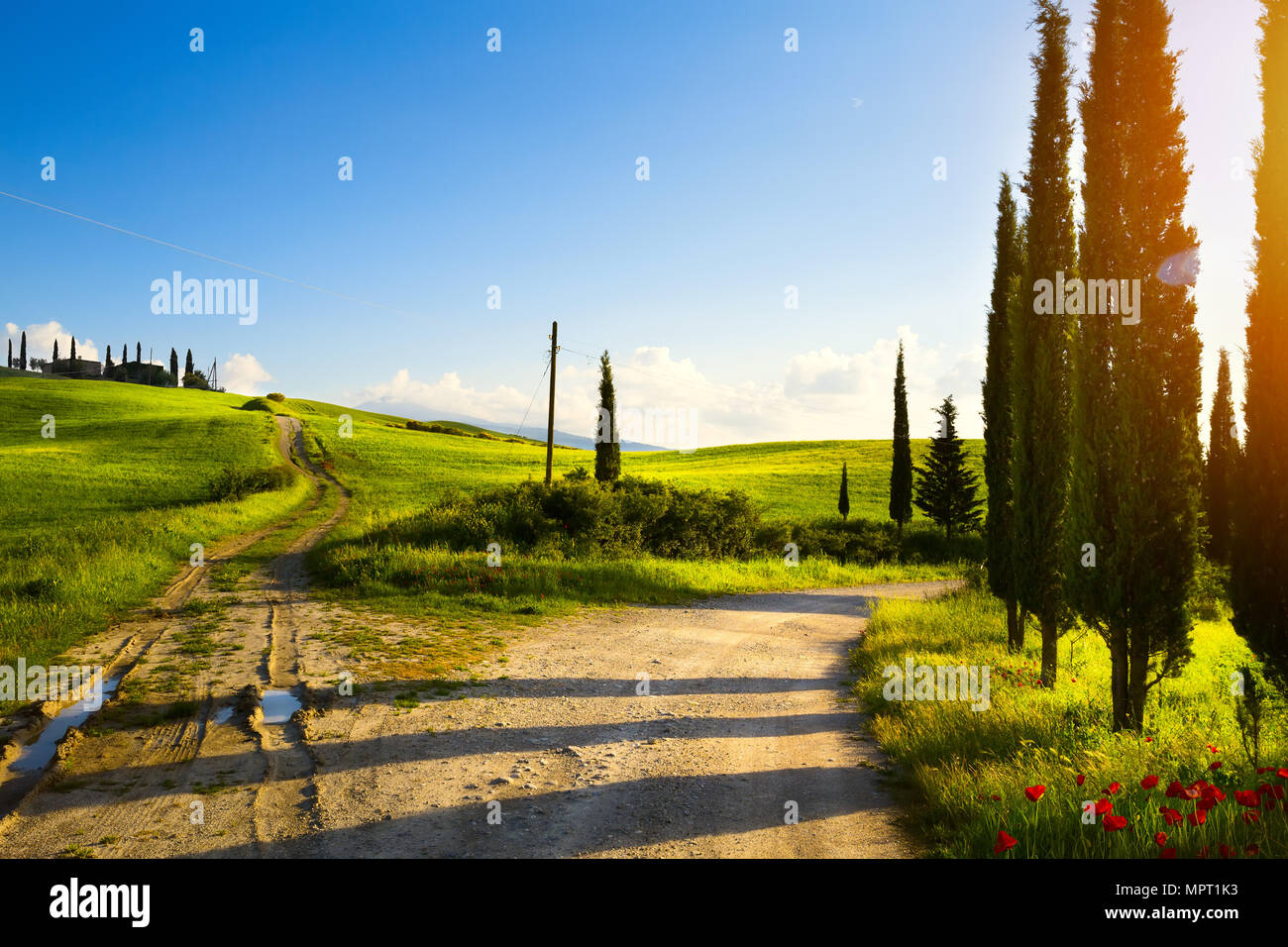 Cypress trees hillside path hi-res stock photography and images - Alamy