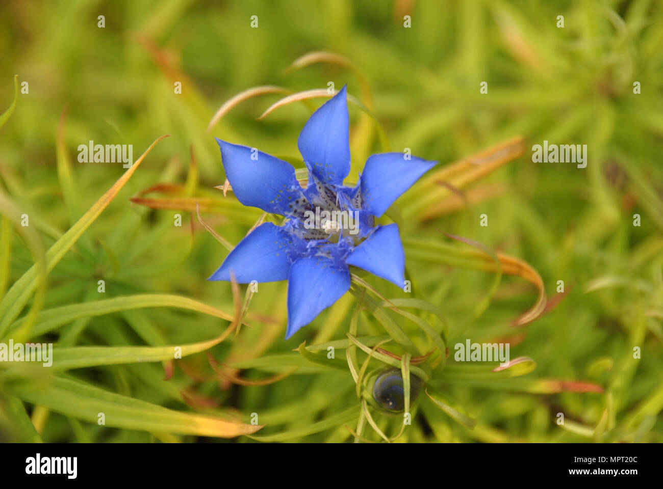 Bright blue gentian flower on a green-yellow grassy background Stock ...