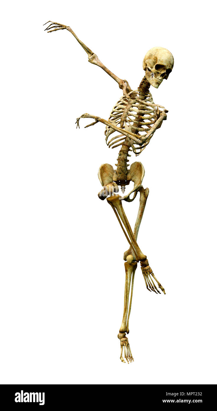 3D rendering of a human skeleton isolated on white background Stock ...