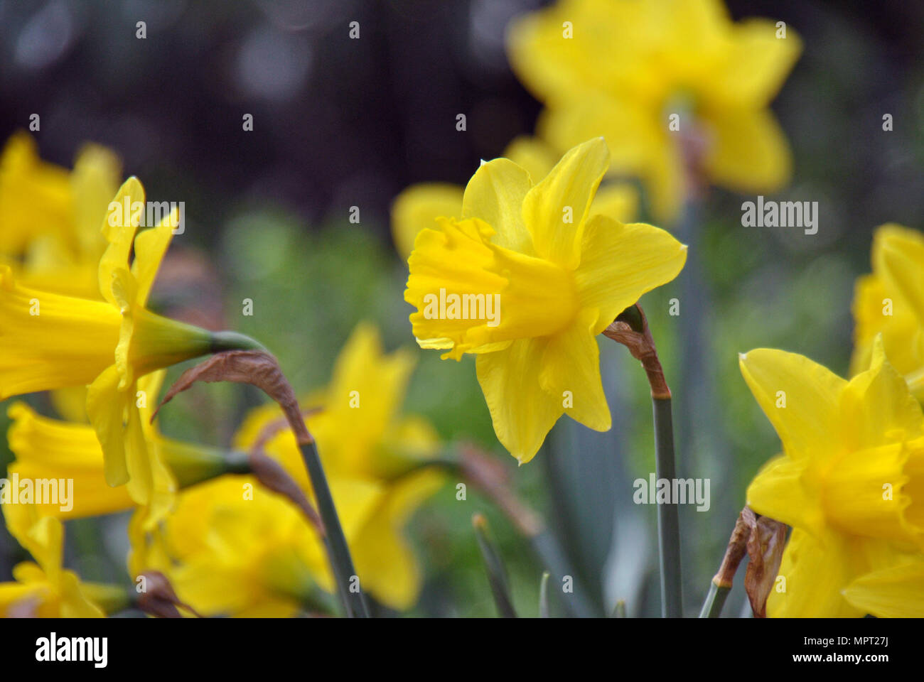 Narcissus daffodil inflorescence on hi-res stock photography and images ...