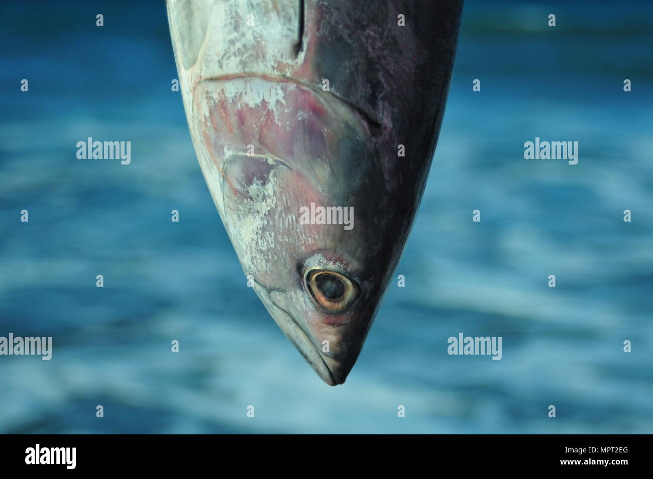 Fishing, Baler, Pacific Ocean, Philippines Stock Photo - Alamy