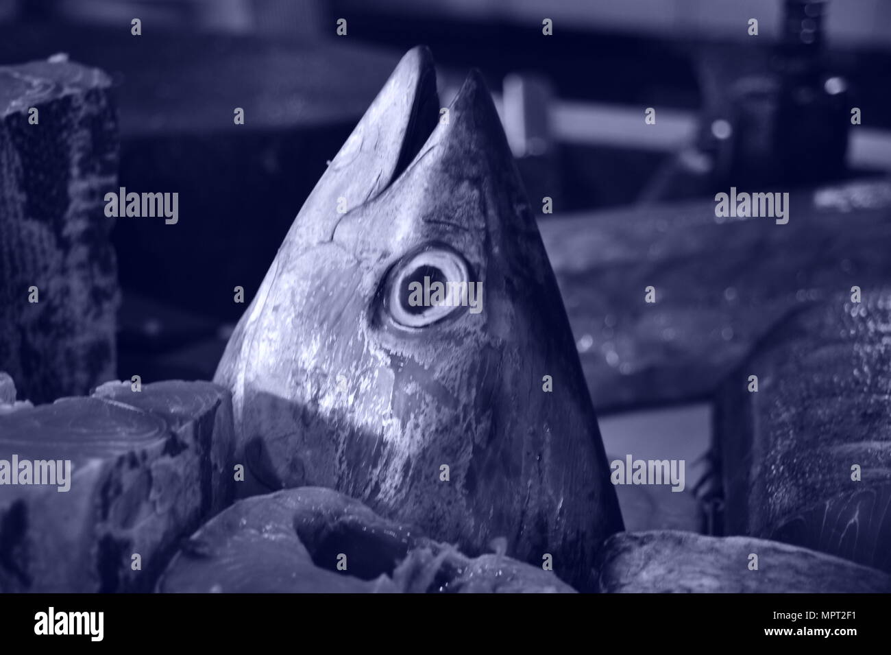 Fish Market, Baler, Philippines Stock Photo - Alamy