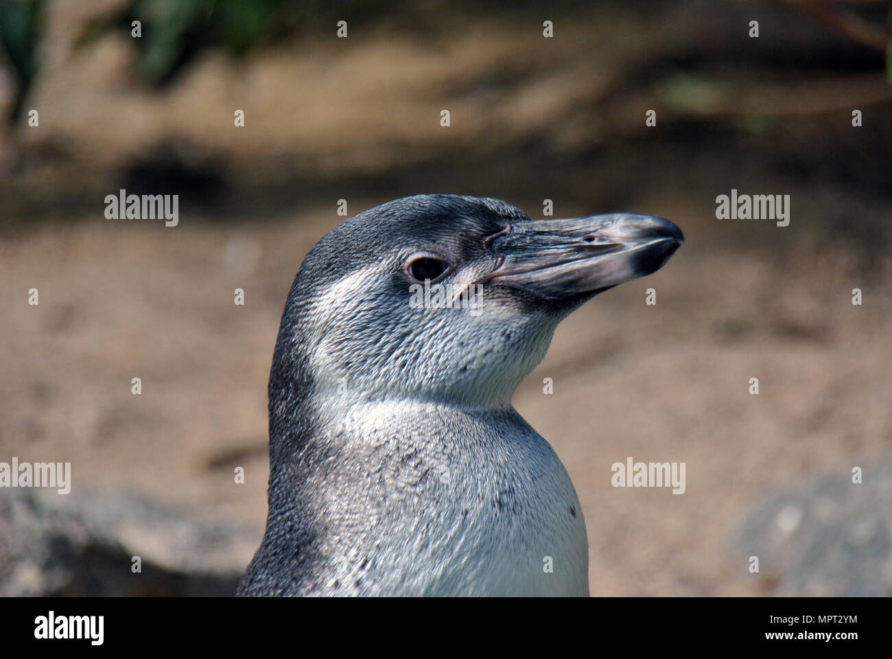 Penguin head side hi-res stock photography and images - Alamy