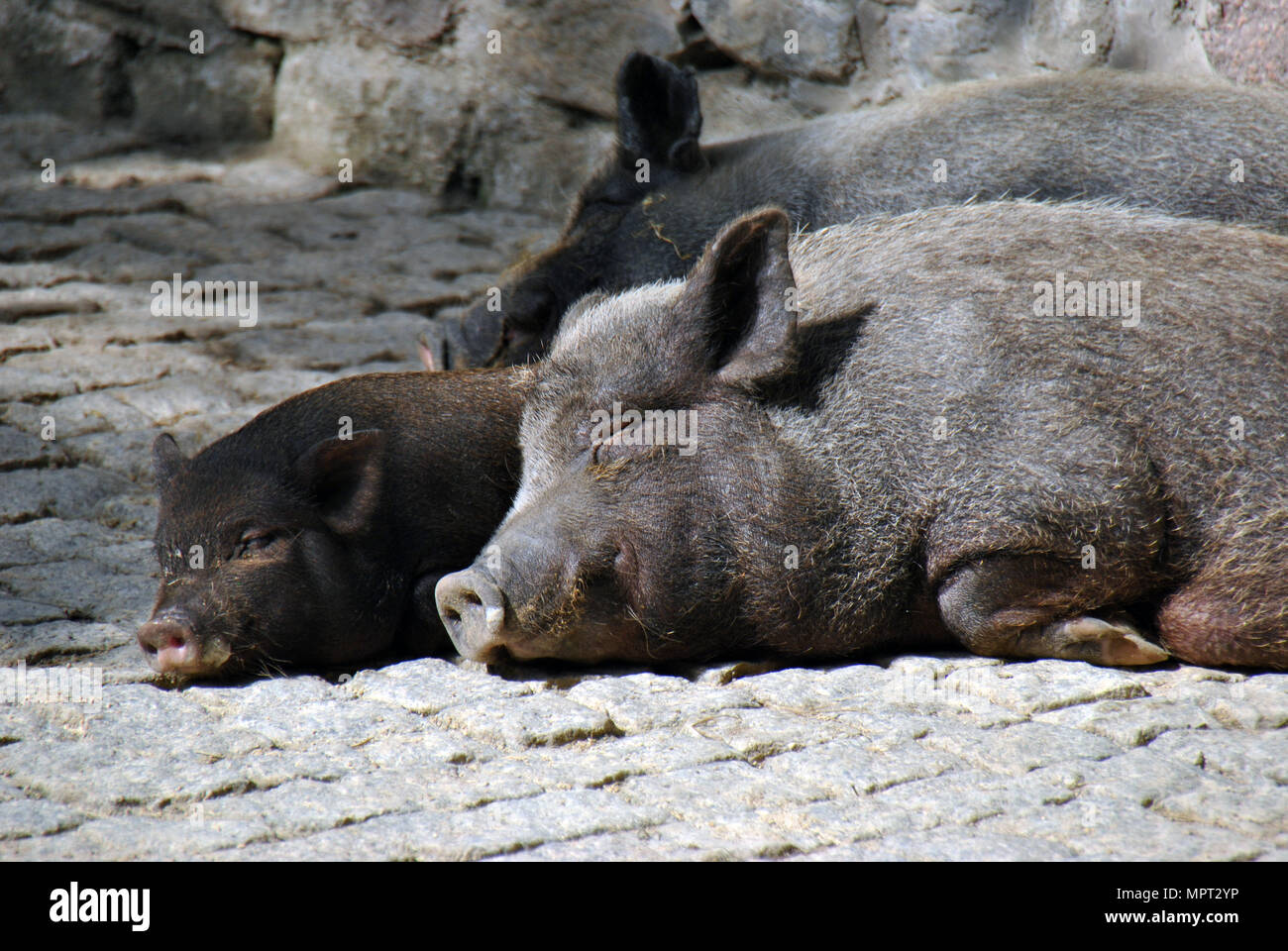 Pig mother and her young piglet Stock Photo - Alamy