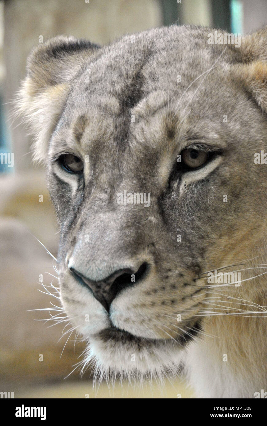 Lioness face hi-res stock photography and images - Alamy