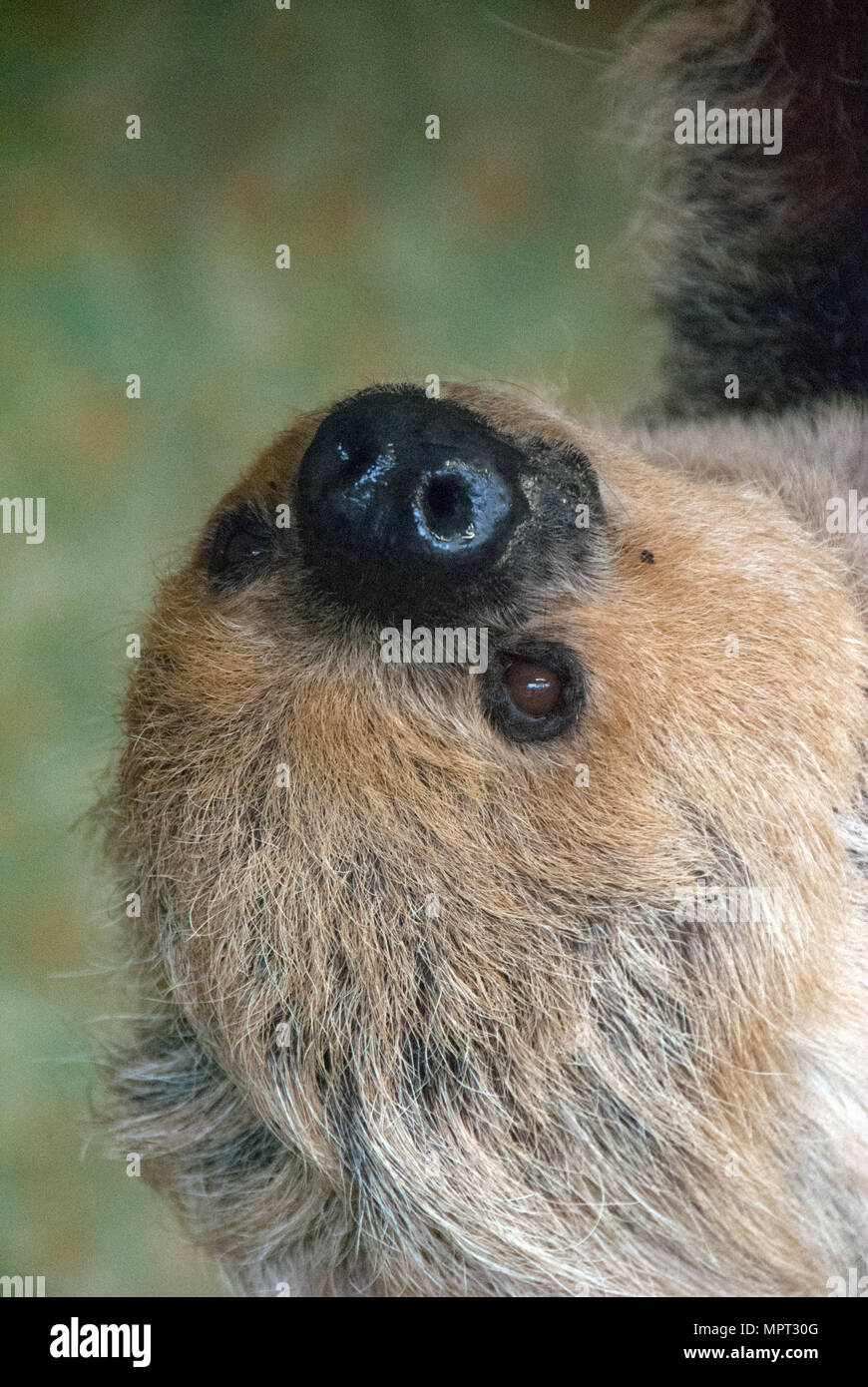 Close-up portrait of a sloth hanging out upside down being cute Stock ...