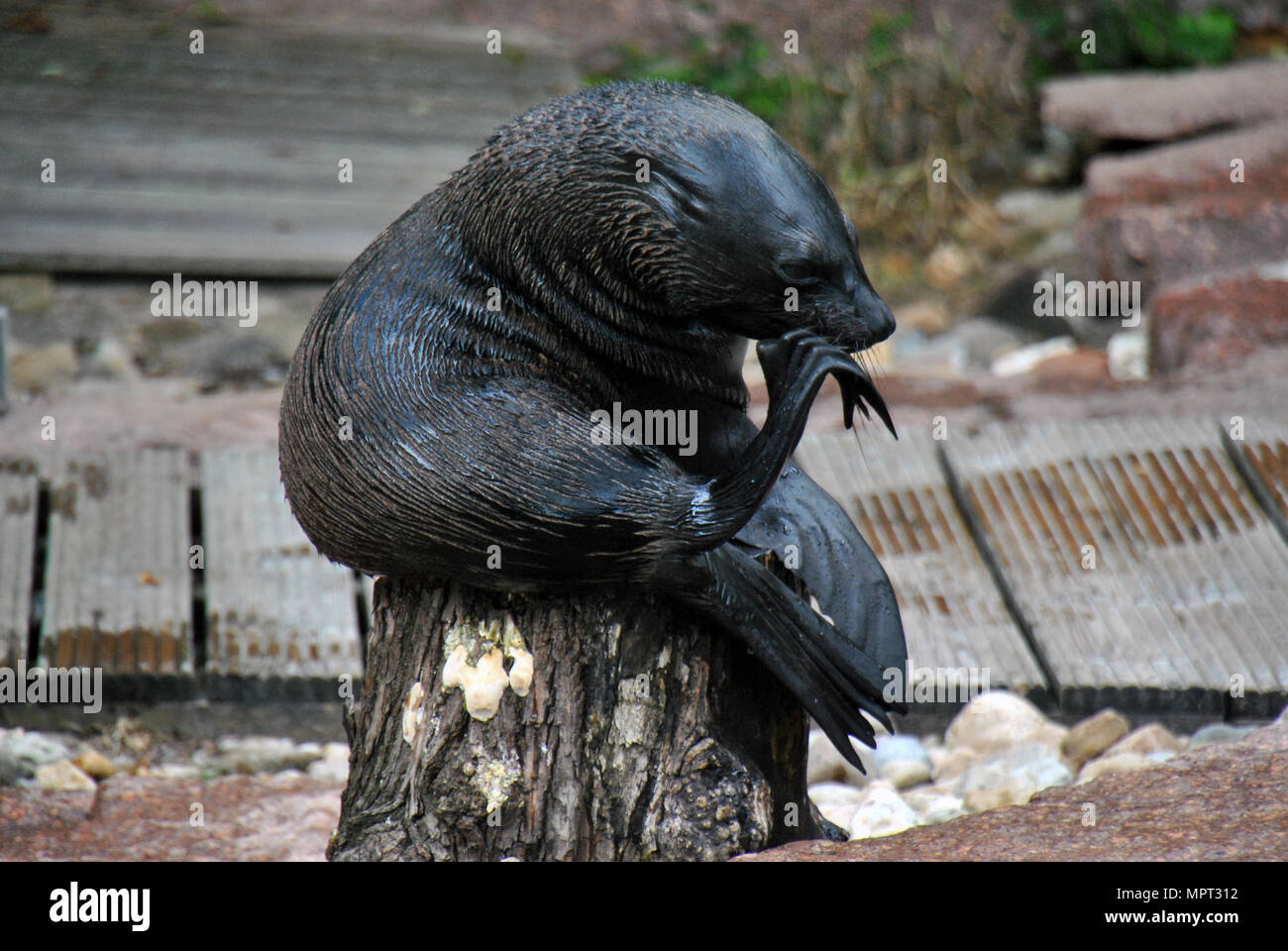 Seal sitting on a tree stump contemplating life Stock Photo - Alamy