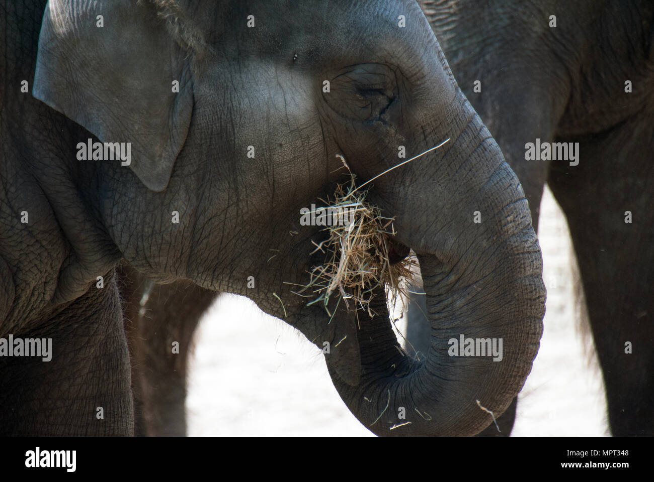 Indian elephant feeding on hey Stock Photo - Alamy