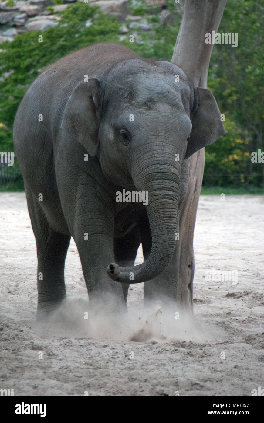 Indian elephant playing, having fun with sand Stock Photo - Alamy