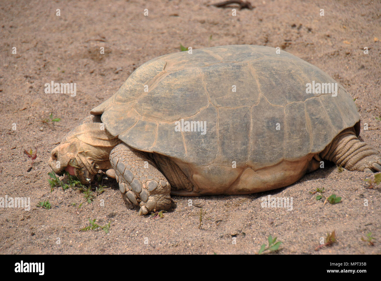 The giant tortoise feeding hi-res stock photography and images - Alamy