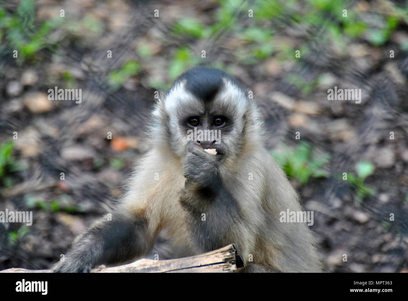 Capuchin monkey eating a piece of fruit Stock Photo - Alamy
